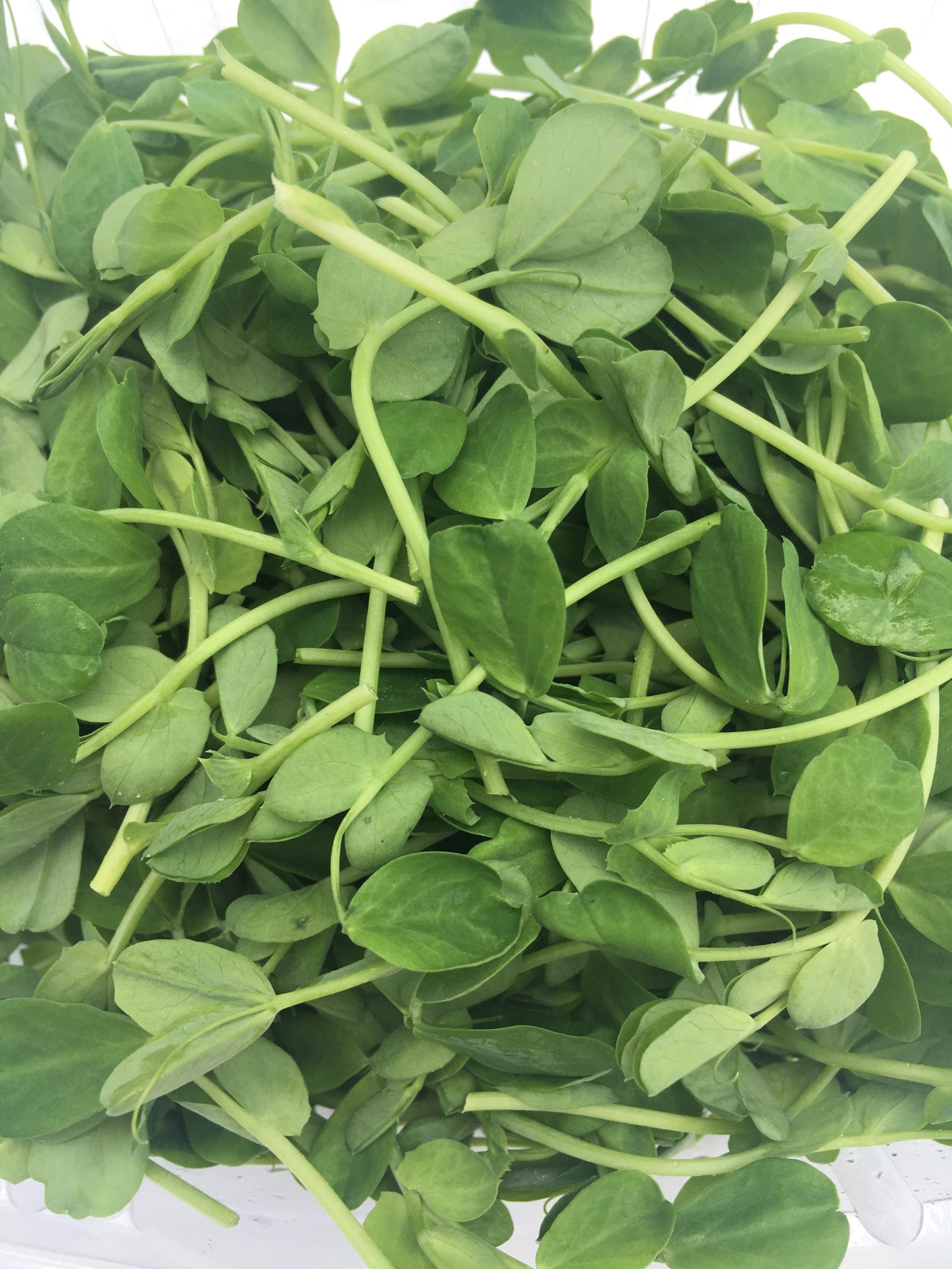 Micro Pea Shoots | My Mustard Seed Wellness Products