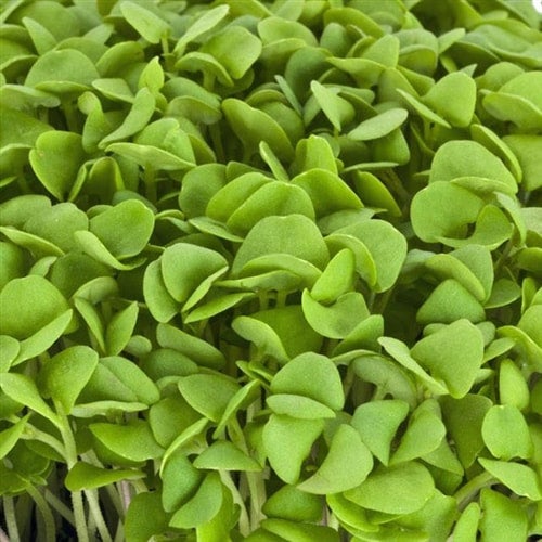 Basil Microgreen | My Mustard Seed Wellness Products