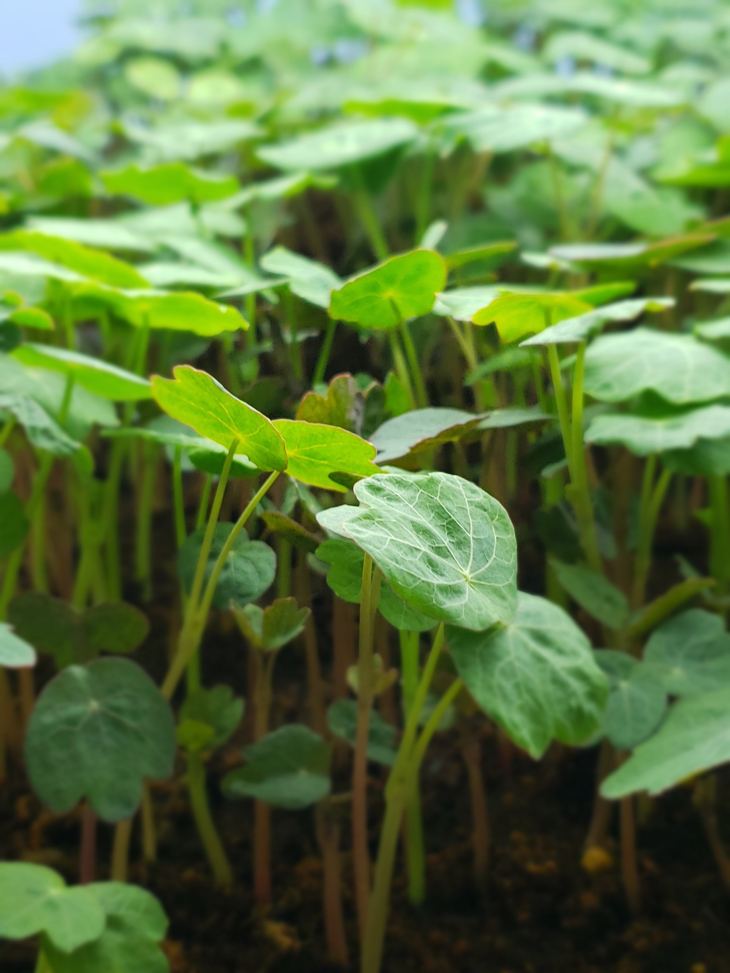 Micro Wasabi | My Mustard Seed Wellness Products