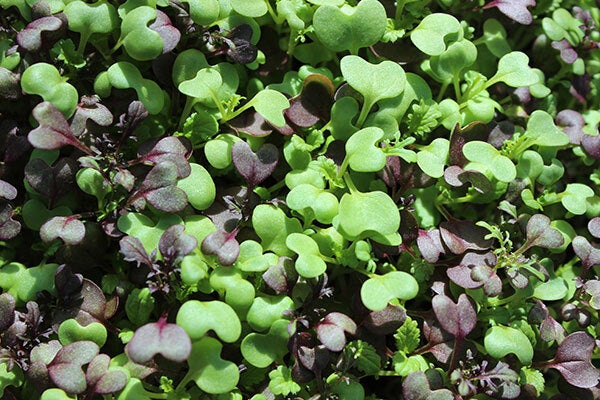 Micro Spicy Salad Mix | My Mustard Seed Wellness Products